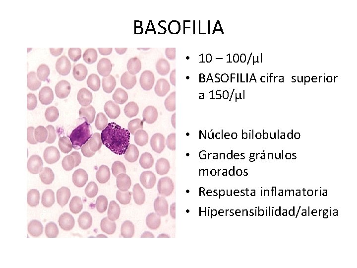 RECUENTO LEUCOCITARIO NEUTROFILOS EOSINFILOS BASOFILOS MONOCITOS ...