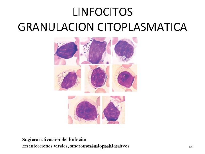 RECUENTO LEUCOCITARIO NEUTROFILOS EOSINFILOS BASOFILOS MONOCITOS ...