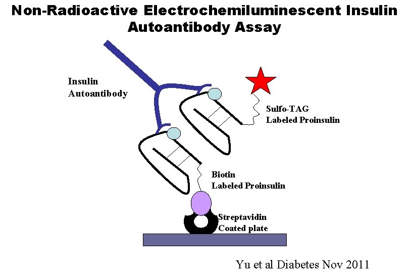 Stages in Development of Type 1 A Diabetes
