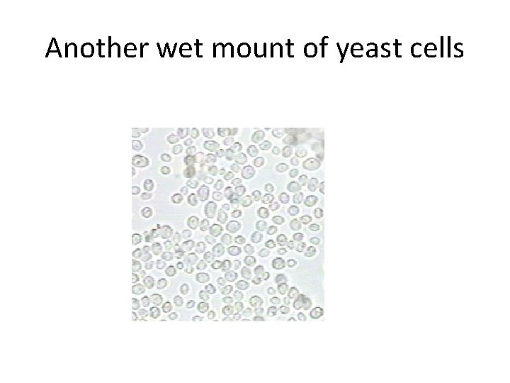 Study Guide for st 1 Lab Practical MMCC