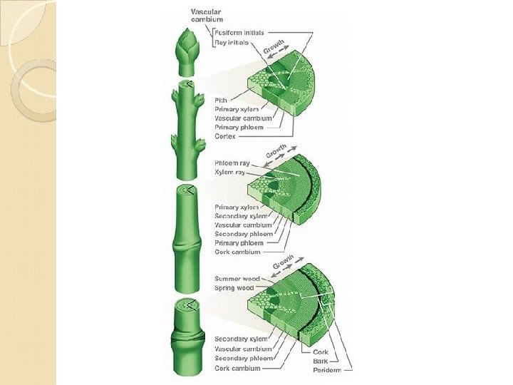 DP Biology Unit 9 3 Growth in plants