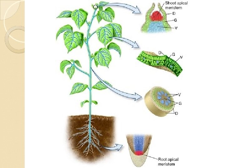 DP Biology Unit 9 3 Growth in plants