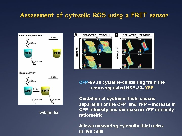 Reactive oxygen species and the Hypoxiainducible Factor signaling
