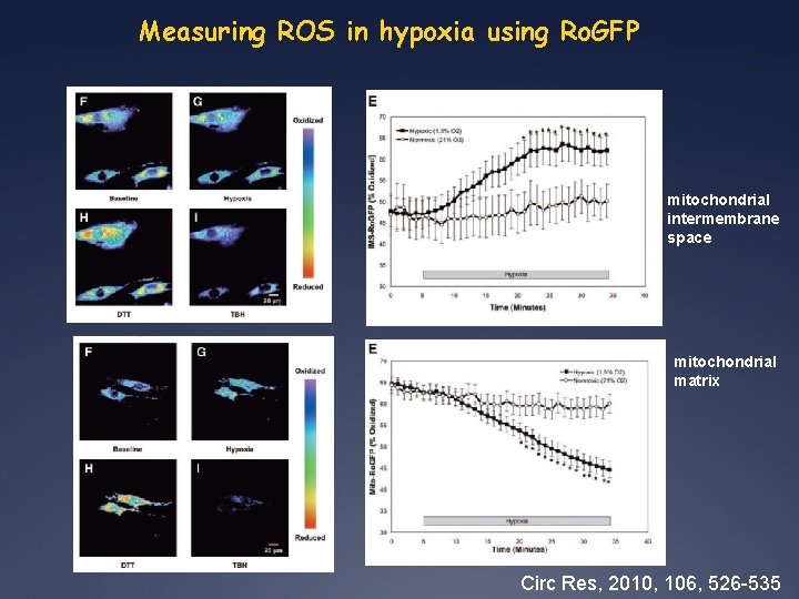 Reactive oxygen species and the Hypoxiainducible Factor signaling