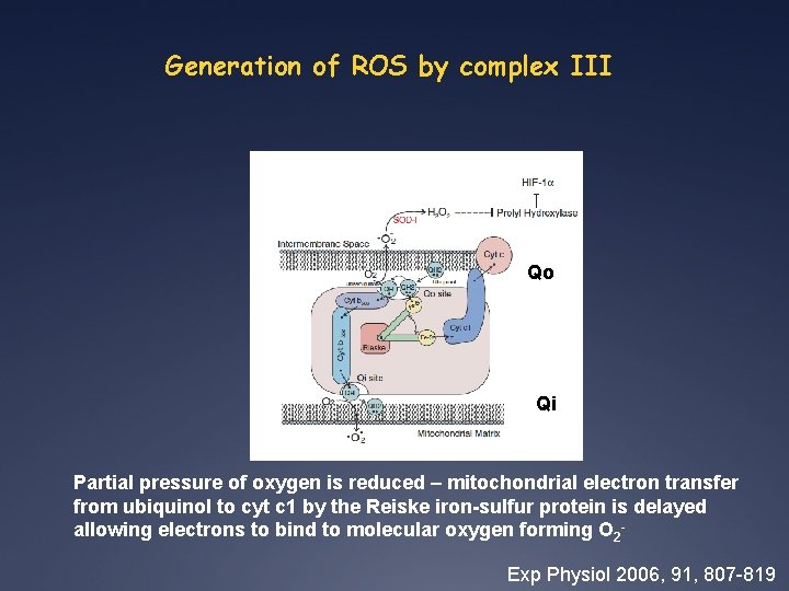 Reactive oxygen species and the Hypoxiainducible Factor signaling