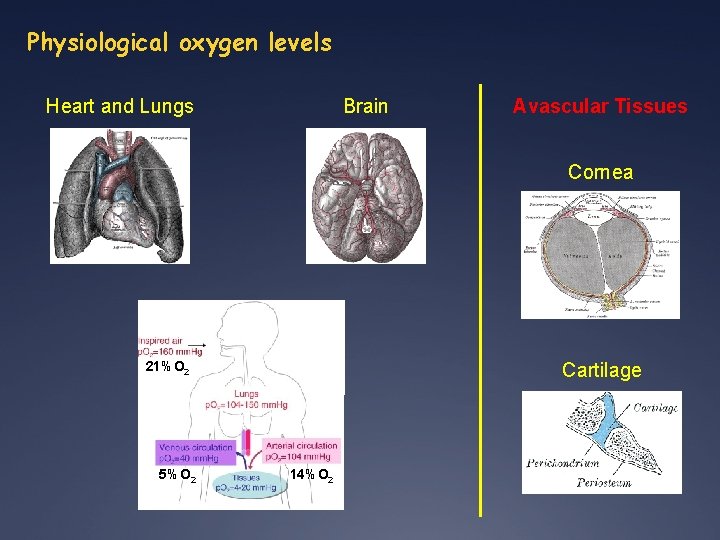 Reactive oxygen species and the Hypoxiainducible Factor signaling