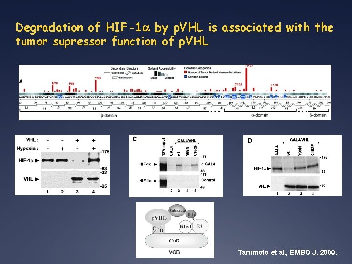 Reactive oxygen species and the Hypoxiainducible Factor signaling