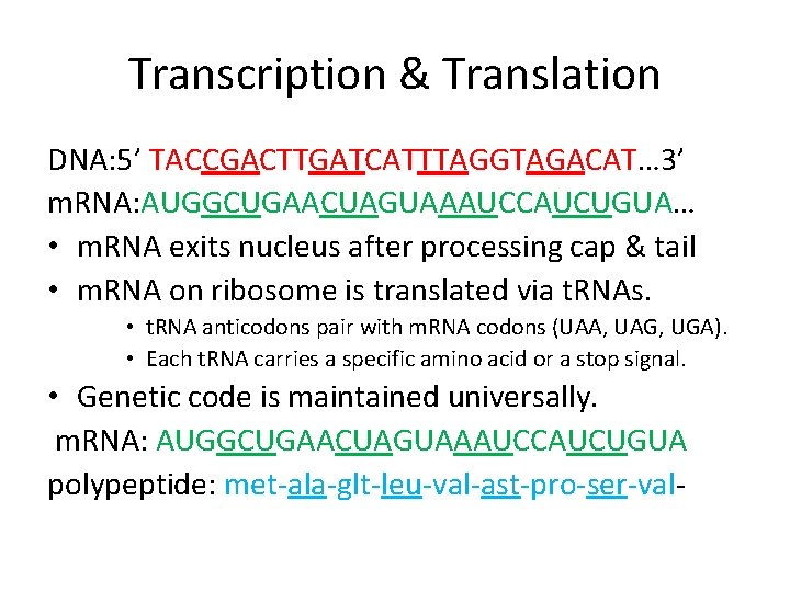 DNA RNA and Protein Replication Transcription Translation Semiconservative