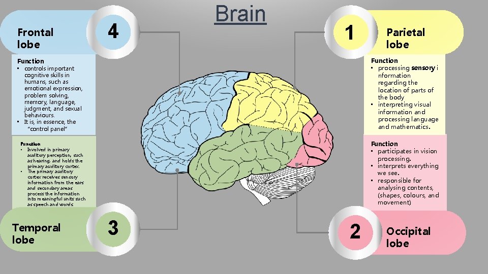 Interactive animation Illustration Trigger Effect Frontal lobe 4