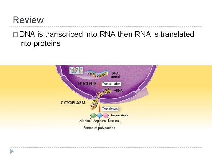 Translation Decoding the message Protein Synthesis DNA and