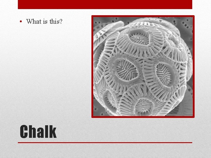 Unit 2 Cells Systems Topic 1 Living Things