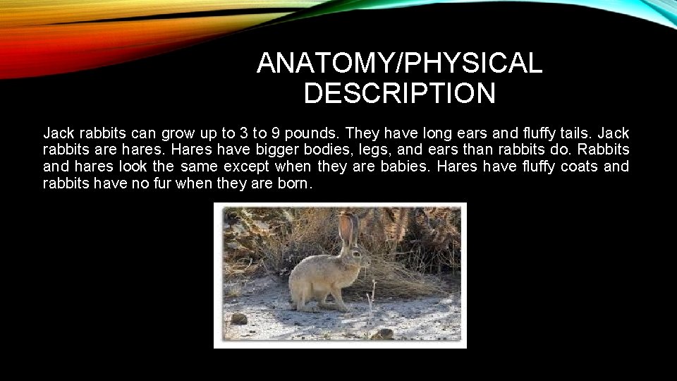 JACK RABBITS By Isaac and Parker TABLE OF