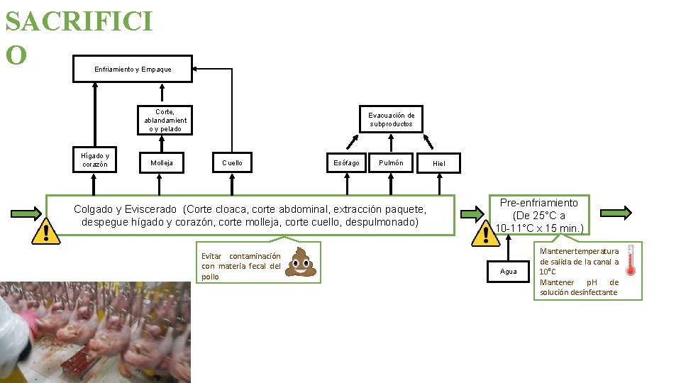 INOCUIDAD EN LA CADENA PRODUCTIVA DE POLLO INCUBACION