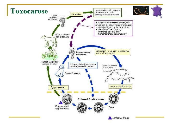 Parasitoses digestives Classification Protozoaires unicellulaires ...