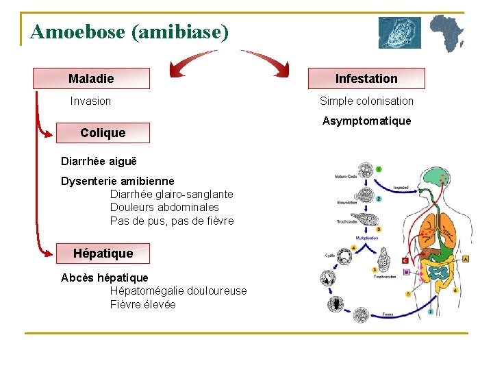 Parasitoses digestives Classification Protozoaires unicellulaires ...