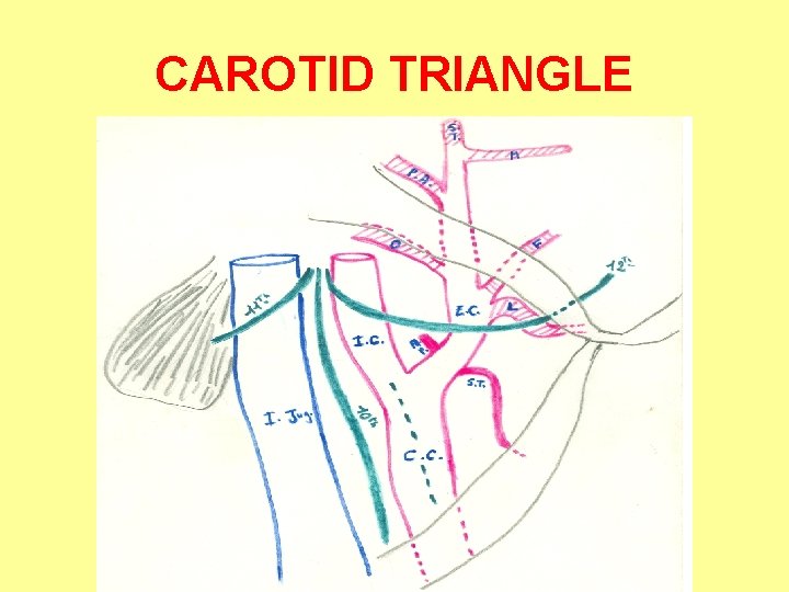 Dr Ahmed Fathalla Ibrahim CAROTID TRIANGLE BOUNDARIES Superiorly