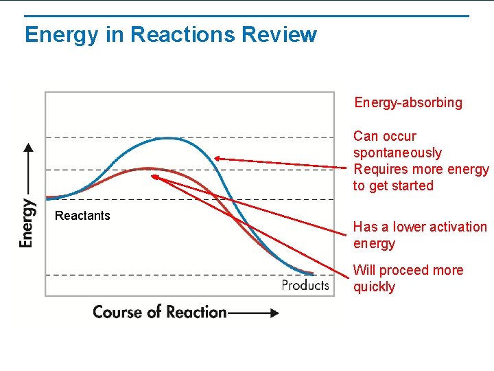 Chemical Reactions and Enzymes Learning Objectives Explain how