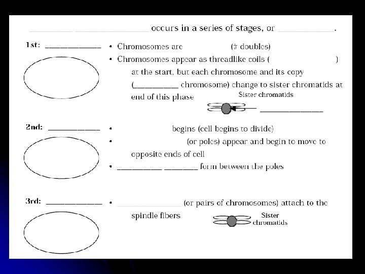 Chapter 4 Section 3 Mitosis The Cell Cycle