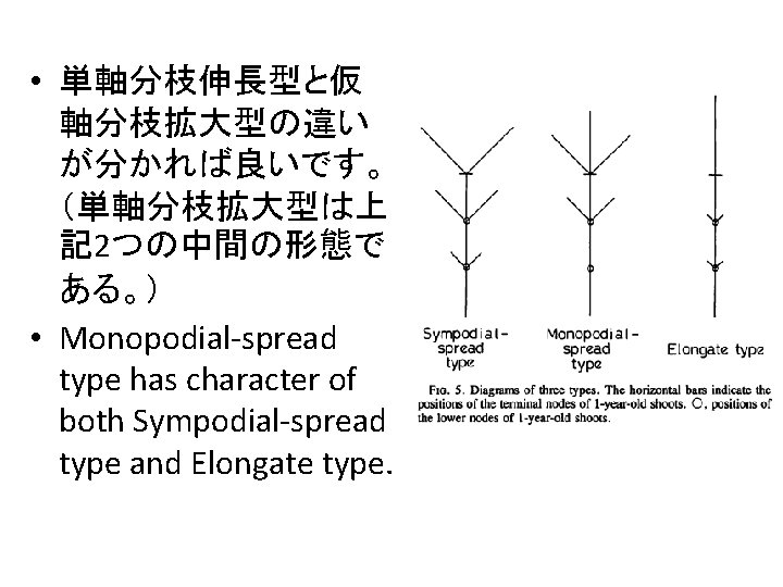 Patterns of branching and extension growth of vigorous