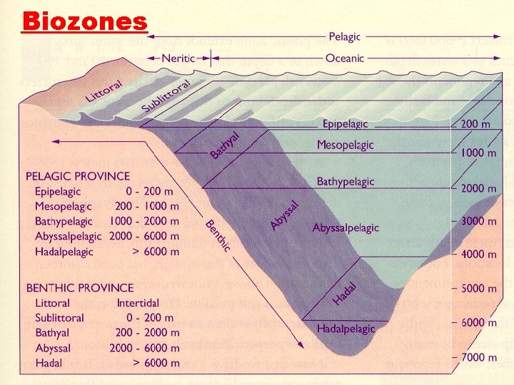 Marine Life and Ecology 1 From Basics to