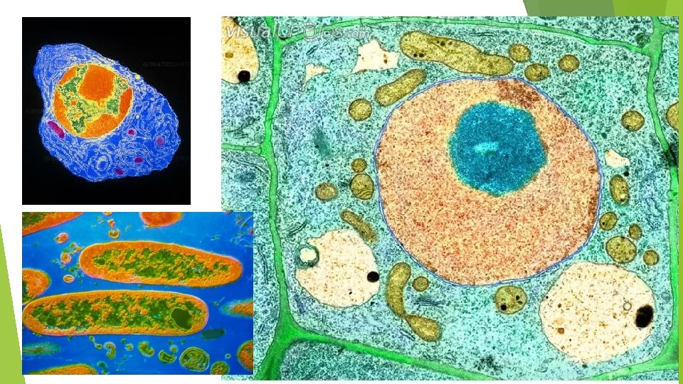 The Science of Life Tools and Techniques Microscopes