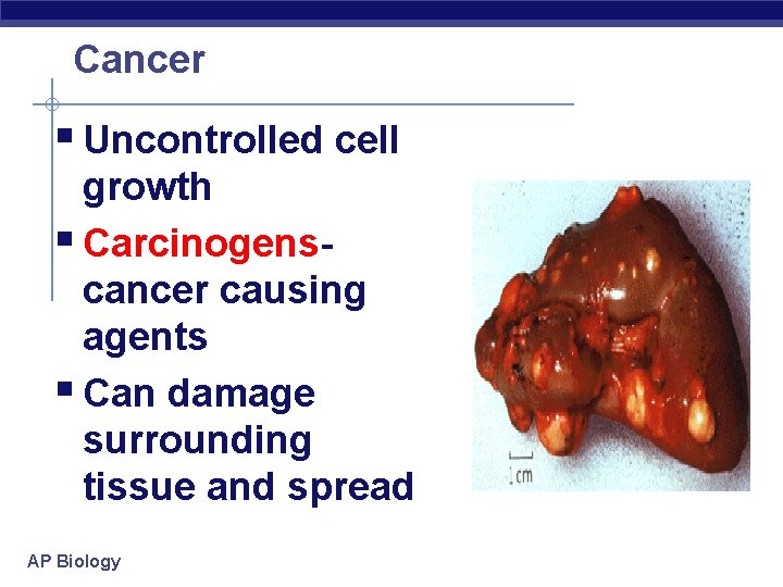 The Cell Cycle and Cancer AP Biology Functions