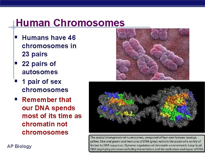 The Cell Cycle and Cancer AP Biology Functions