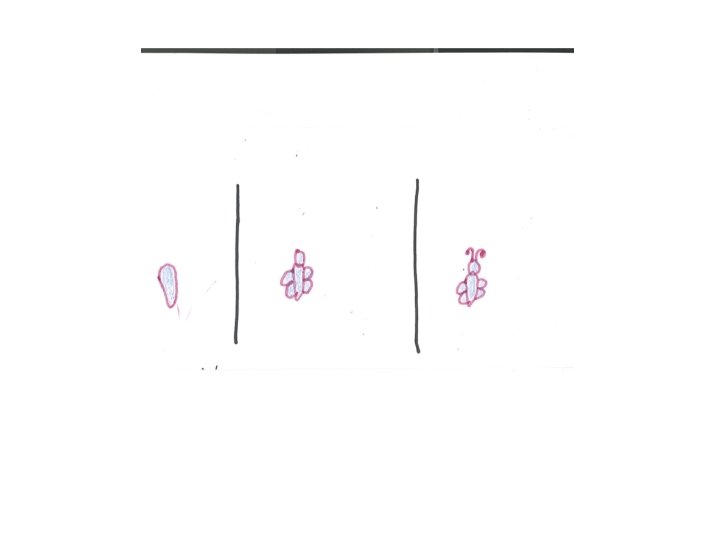 The Story of Butterflies By Emily Tyree Table