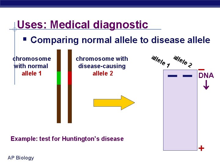 DNA Fingerprinting AP Biology 2007 2008 Many uses