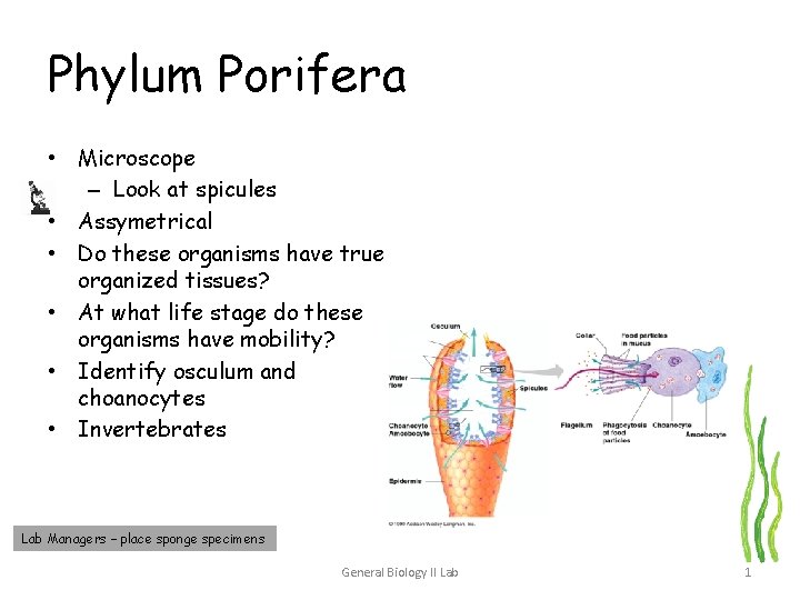 Phylum Porifera Microscope Look at spicules Assymetrical Do