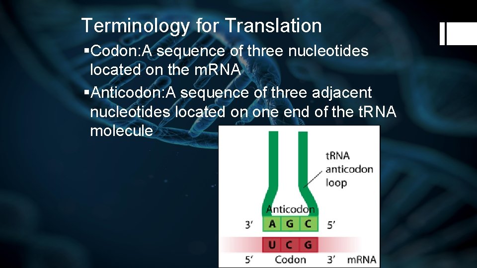 PROTEIN SYNTHESIS DNA vs RNA Make a Venn
