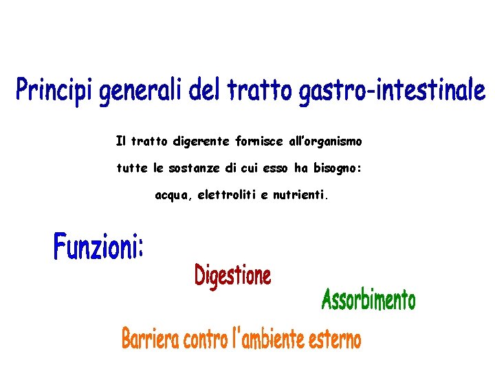 Il tratto digerente fornisce allorganismo tutte le sostanze