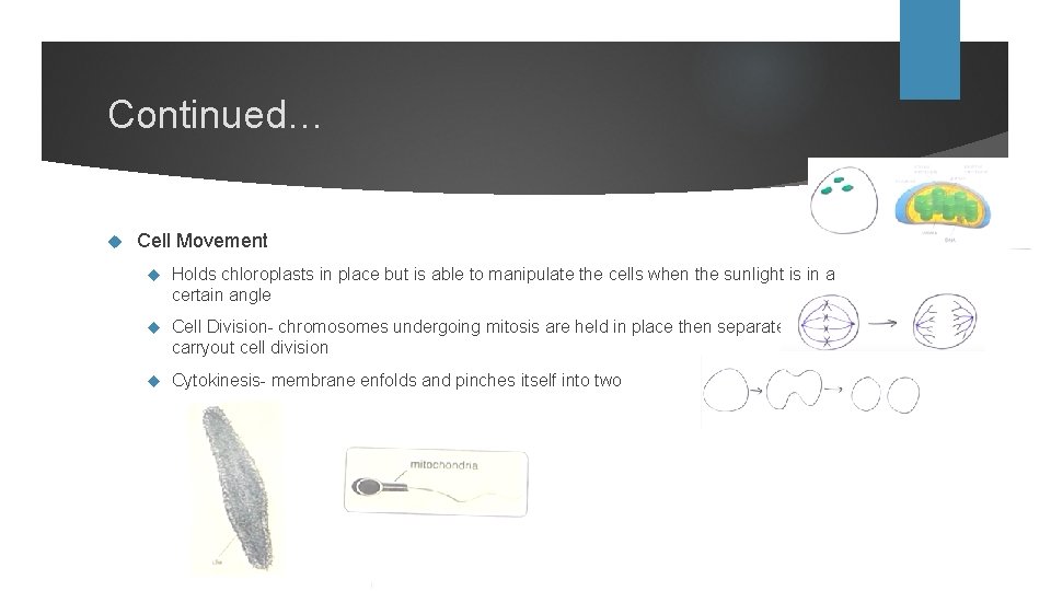 Cytoskeleton BY CHEYENNE WALDEN What is the cytoskeleton