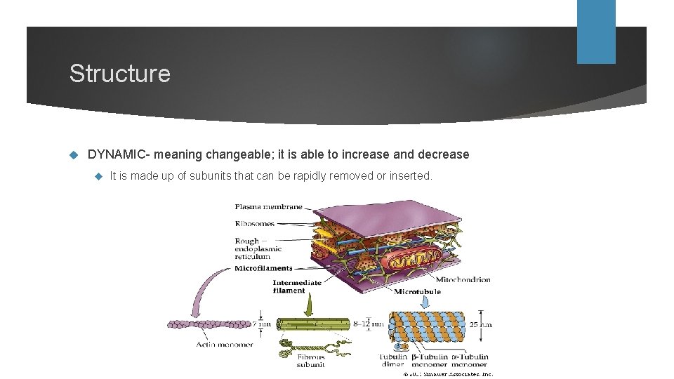 Cytoskeleton BY CHEYENNE WALDEN What is the cytoskeleton