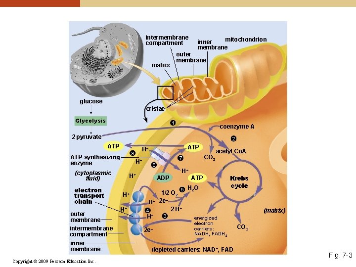 Chapter 7 Harvesting Energy Glycolysis and Cellular Respiration