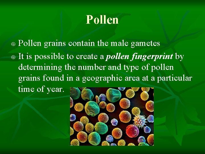 FORENSIC BOTANY Male Reproductive Structures Called the stamen