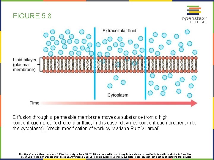 BIOLOGY Chapter 5 STRUCTURE AND FUNCTION OF PLASMA