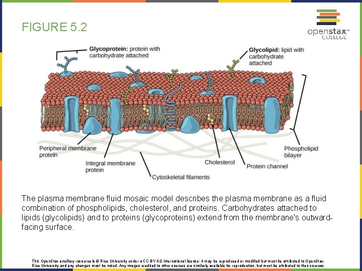 BIOLOGY Chapter 5 STRUCTURE AND FUNCTION OF PLASMA