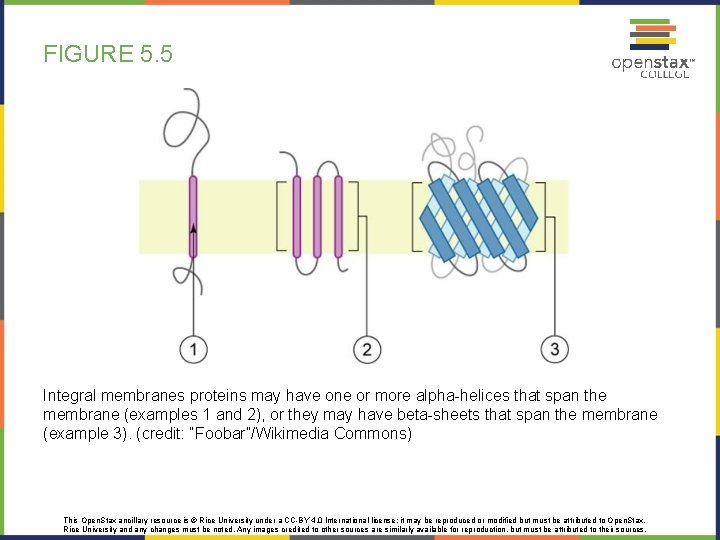 BIOLOGY Chapter 5 STRUCTURE AND FUNCTION OF PLASMA