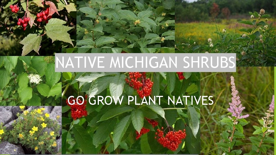 NATIVE MICHIGAN SHRUBS GO GROW PLANT NATIVES Why