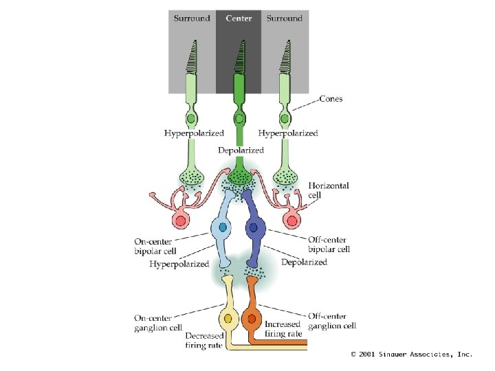 Physiology of Photoreceptors Vertebrate photoreceptors hyperpolarize ...