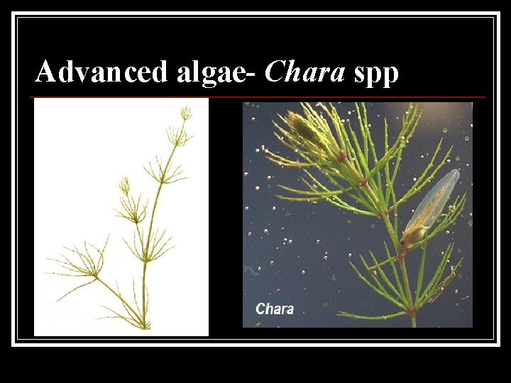 Ancestors of plants alternation of generations Objectives of