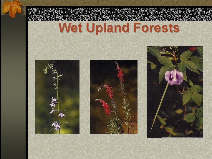 FOREST ECOLOGY The Environment Soil Water Nutrients Air