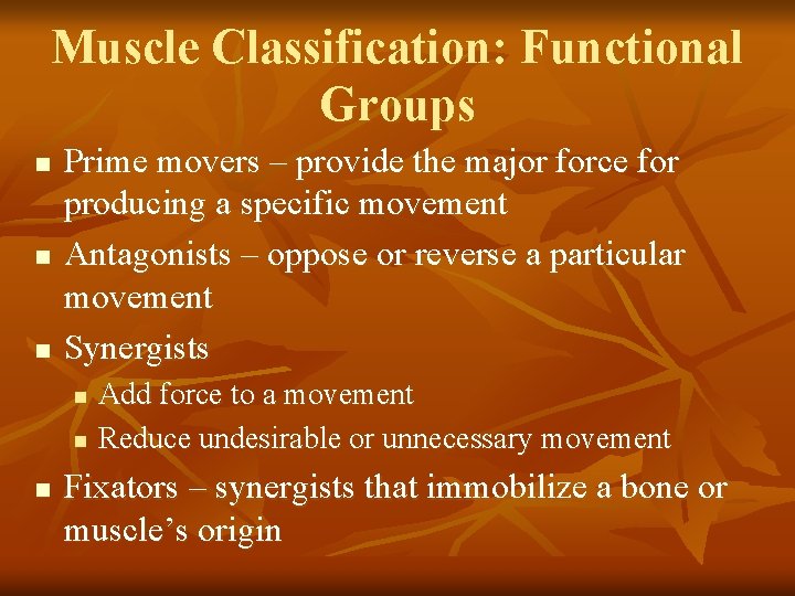 Interactions of Skeletal Muscles n n Skeletal muscles