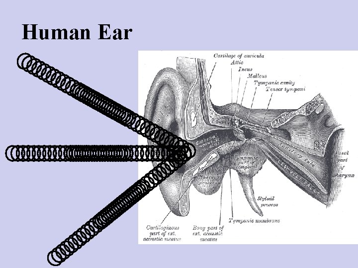 Sound Sound Waves Sound waves produced by a