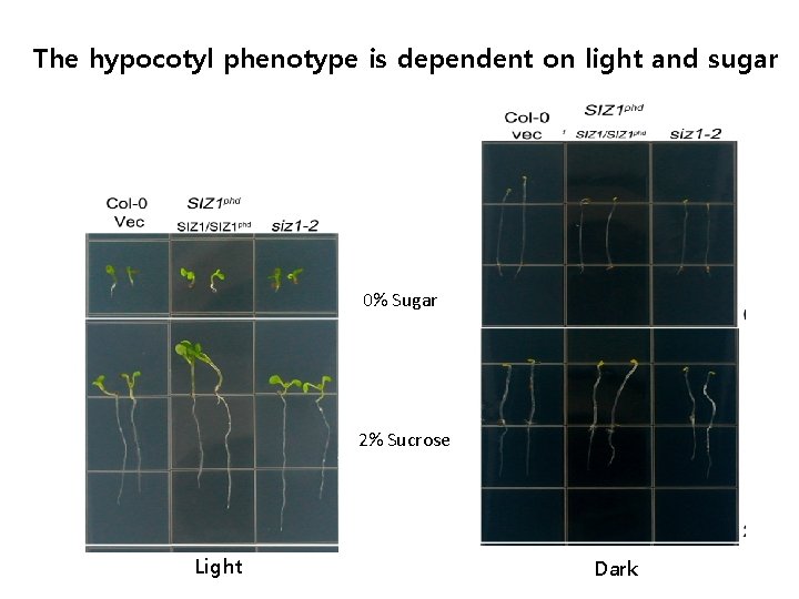 PART 2 Background Structural and functional studies of