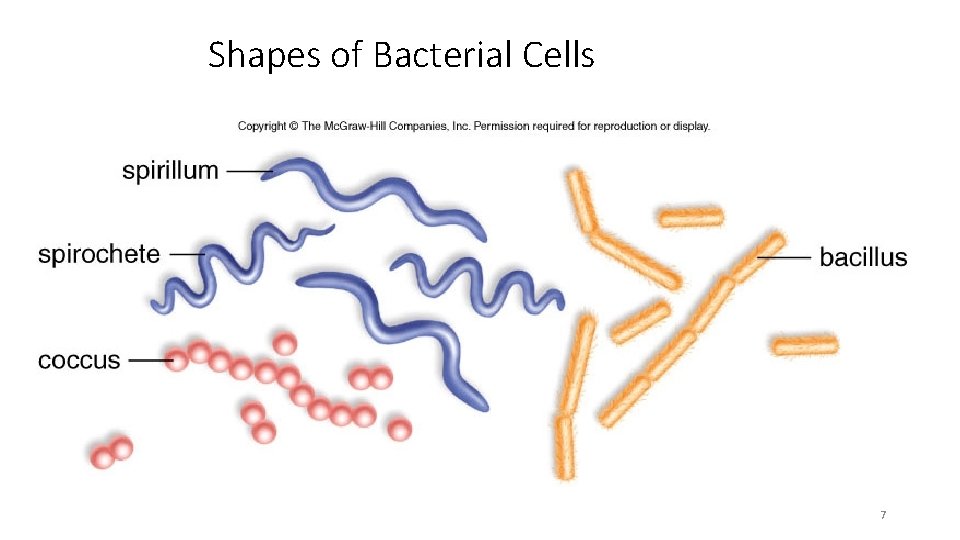 CELL THEORY Before 17 th century no one