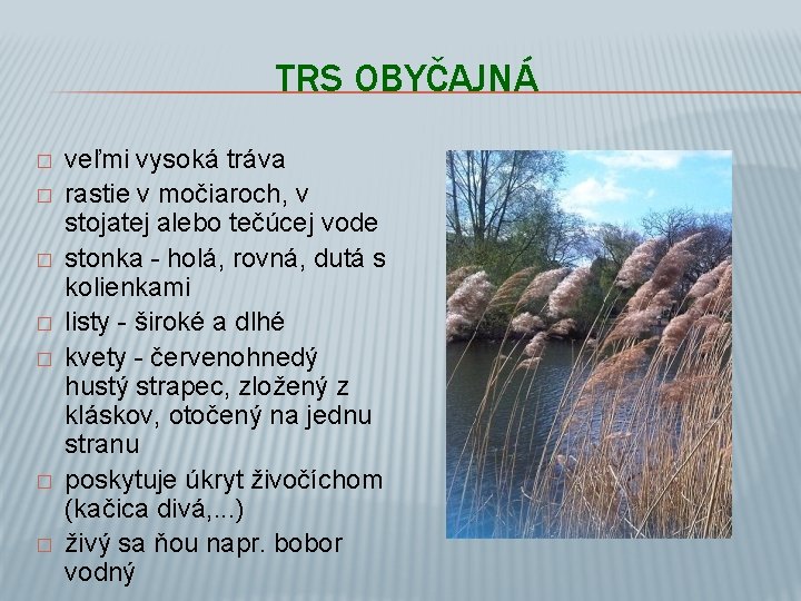 RASTLINSTVO VODNHO SPOLOENSTVA Mgr Katarna Mihalinov byliny kry