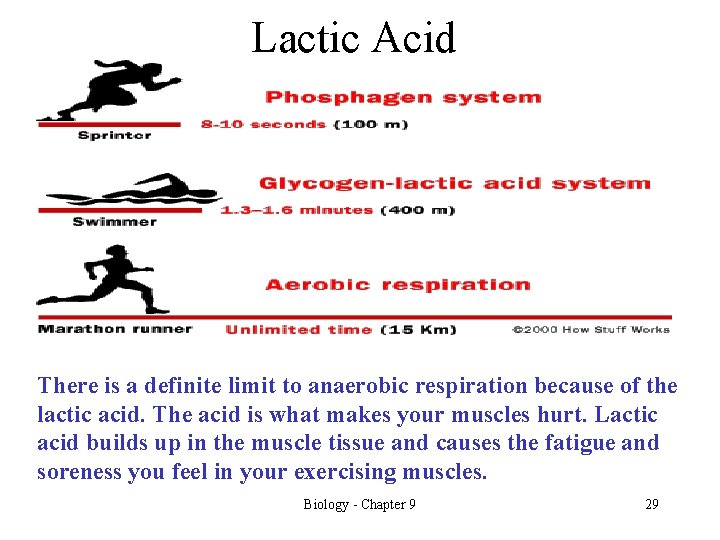 Reactions of Photosynthesis Biology Chapter 8 1 Cellular