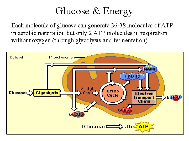 Reactions of Photosynthesis Biology Chapter 8 1 Cellular